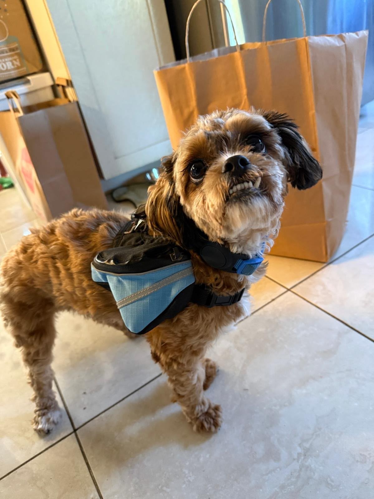 Ona scale of 1-10 how cute is my dog in his new duds? | Pets