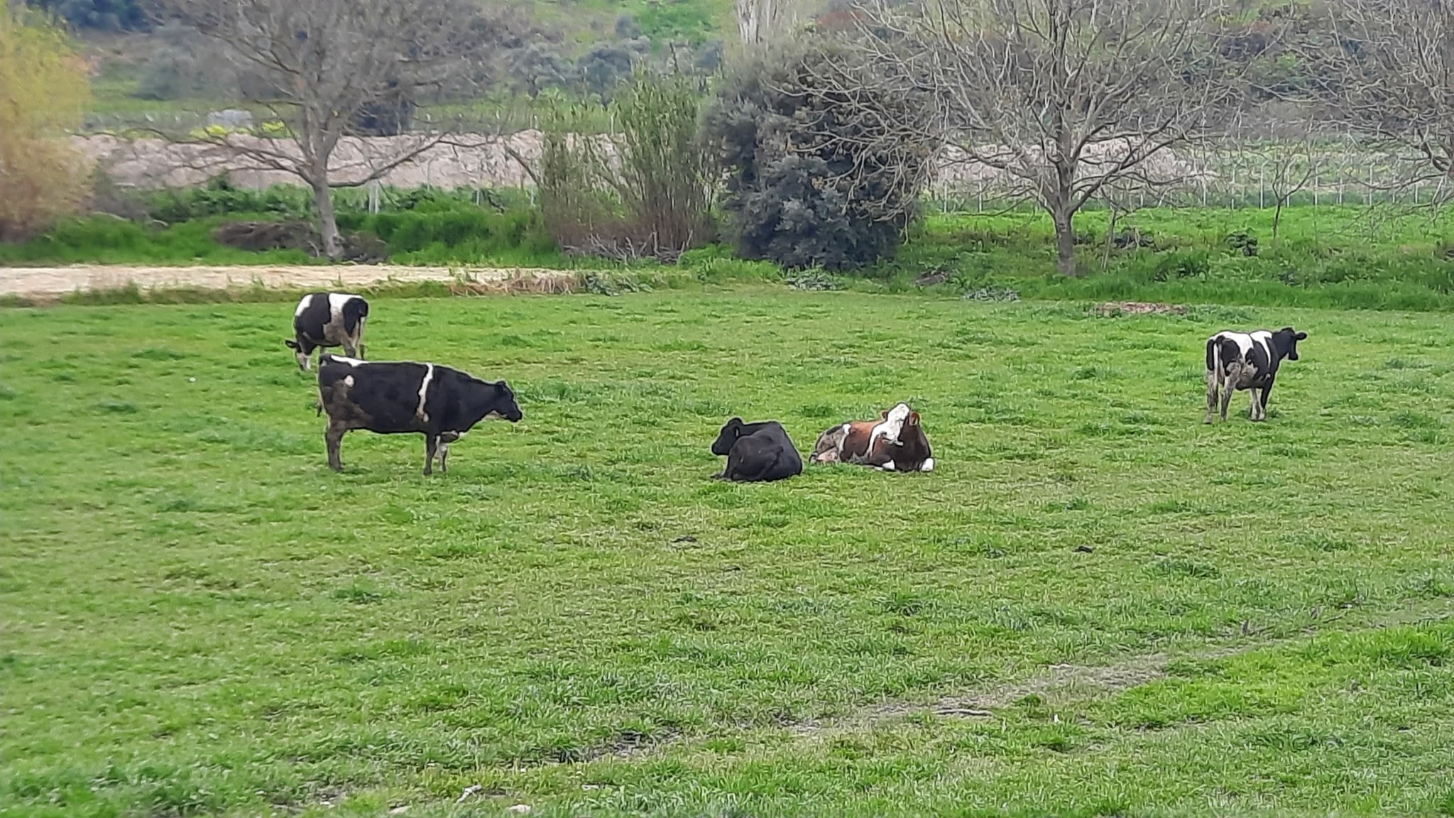 I love seeing the lambs in the fields. They bring joy... | Ireland