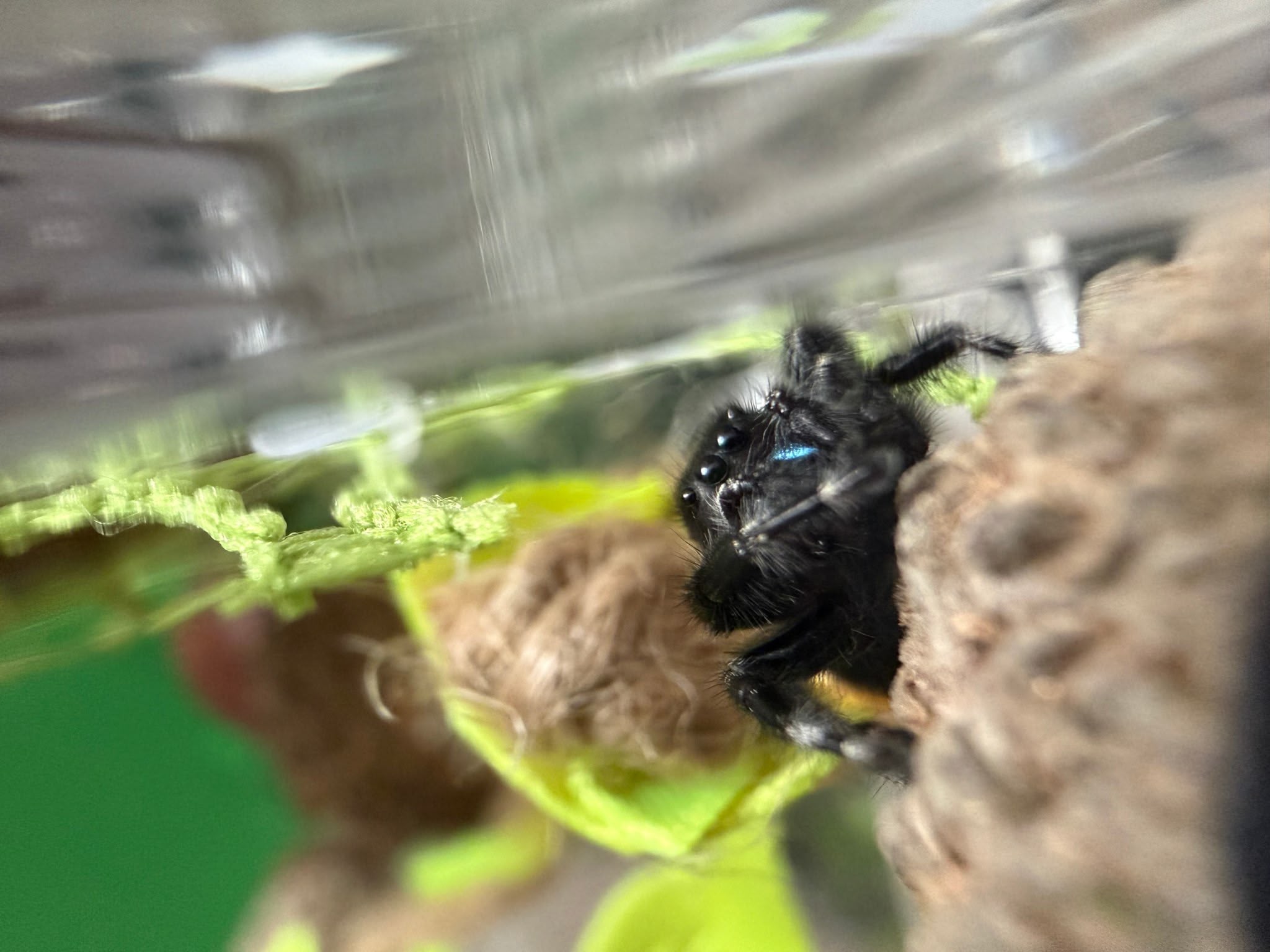 say hi to Grendel rn | Spiders & Bugs